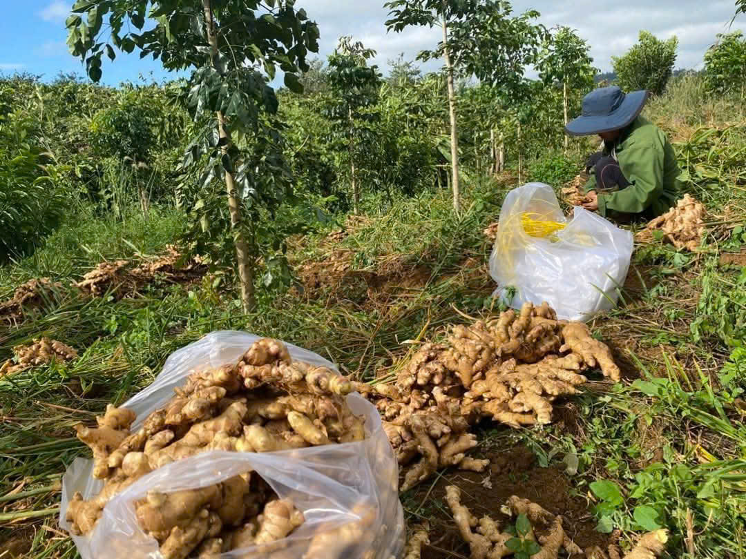 Vietnam: A Land of Golden Ginger Harvests - Beenagri