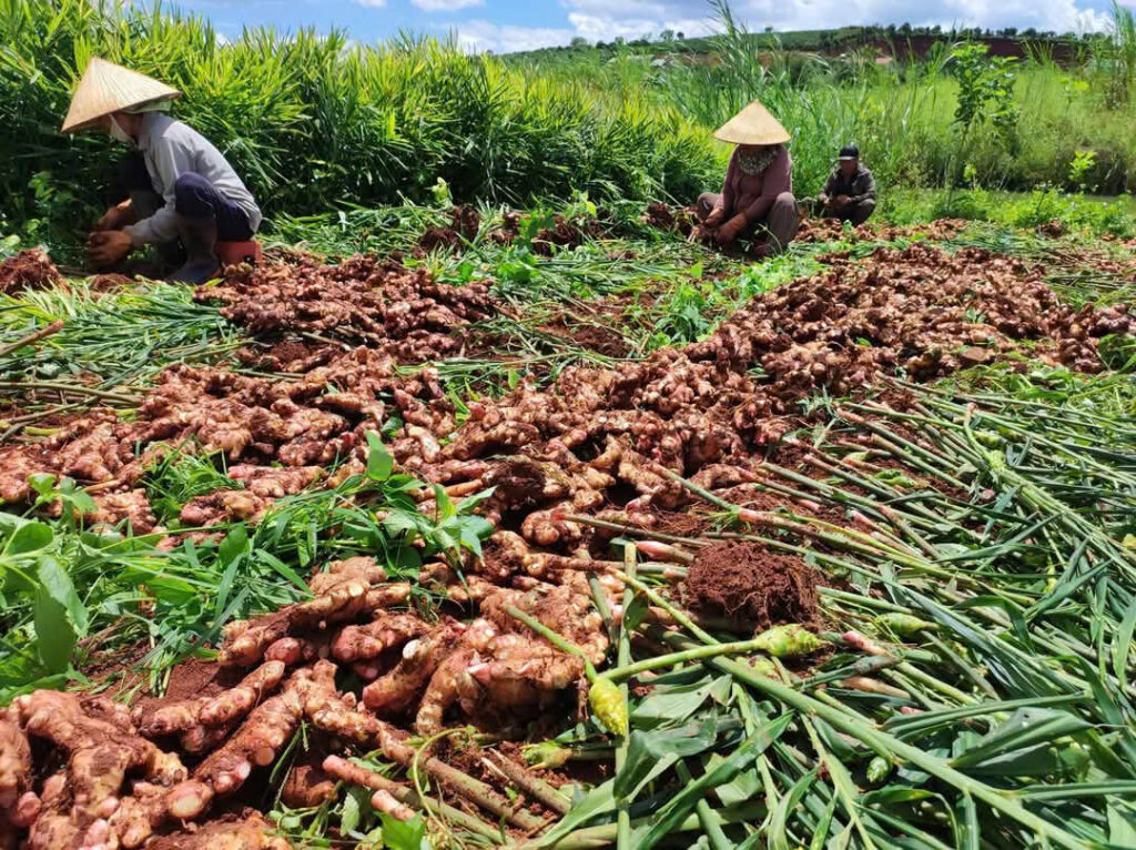 Vietnam: A Land of Golden Ginger Harvests - Beenagri