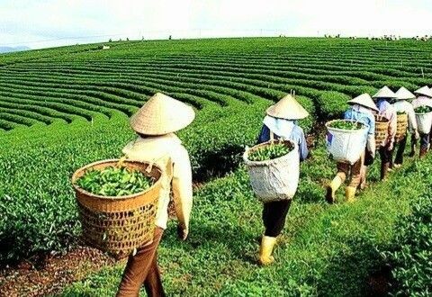 Vietnam Tea Plantations: A Journey Through Flavor and Tradition - Beenagri