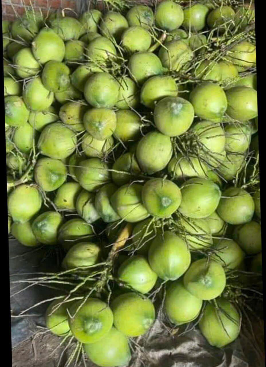 Vietnam: The World's Leading Coconut Exporter - Beenagri